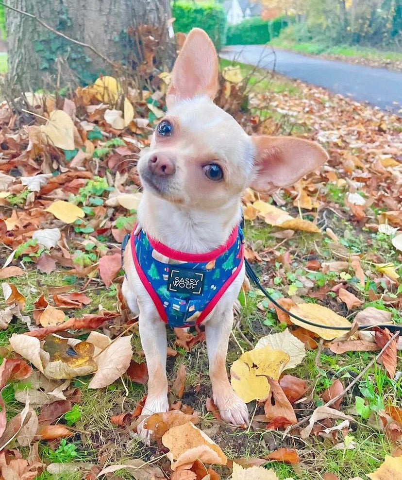 Woof scout Harness – No Angel Clothing